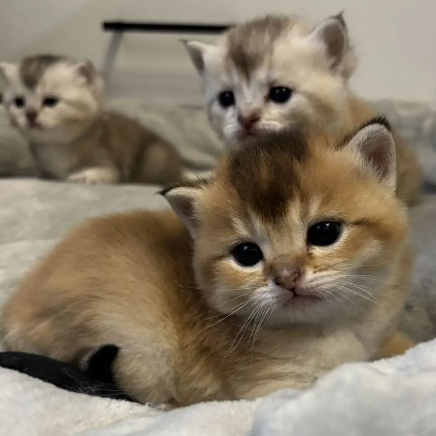 Британский короткошёрстный котёнок