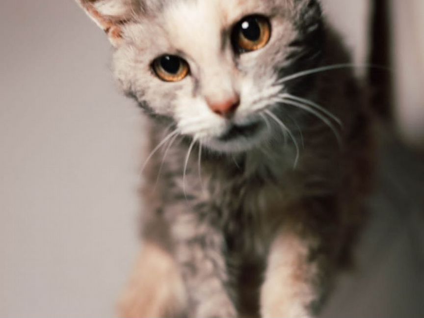 Кошка Зайка ищет дом