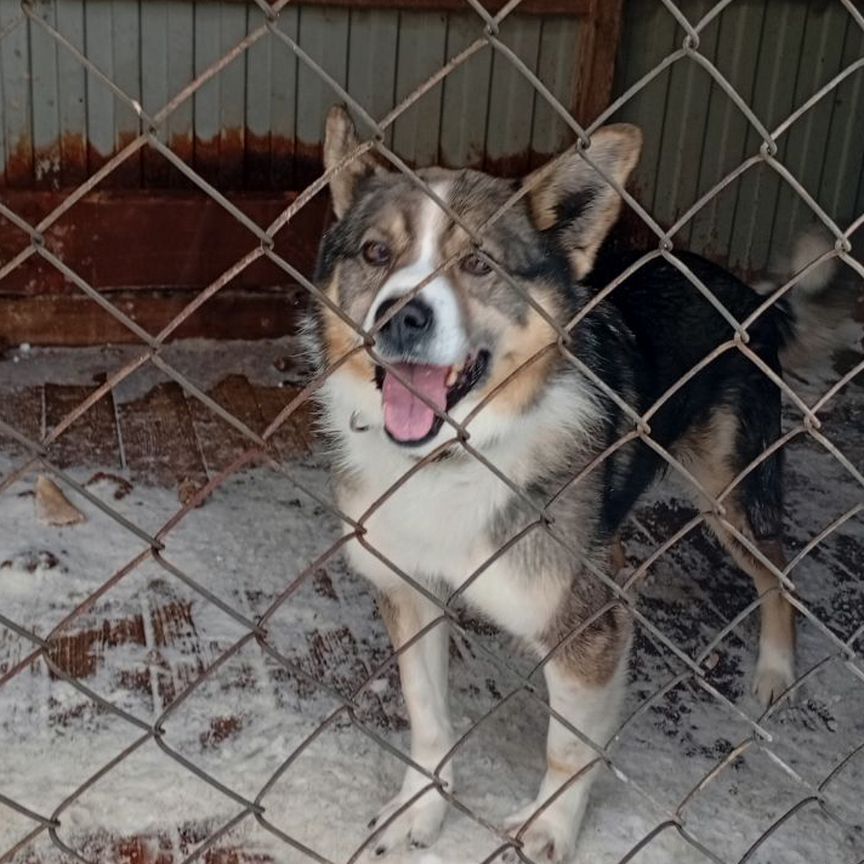 Лайка, взрослый пёс