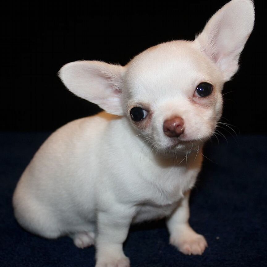 Чихуахуа мальчик белый