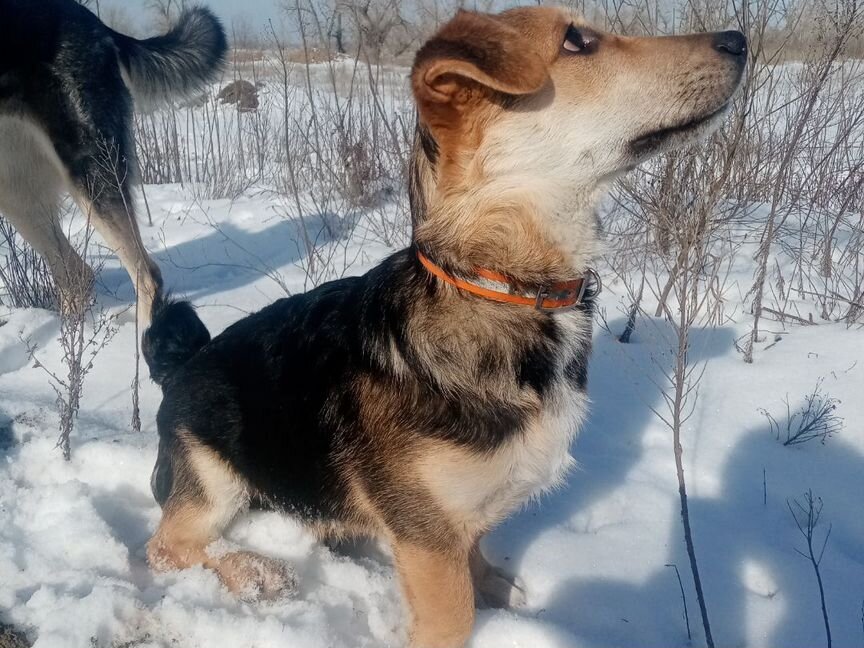 Классный щеник, 4.5 мес