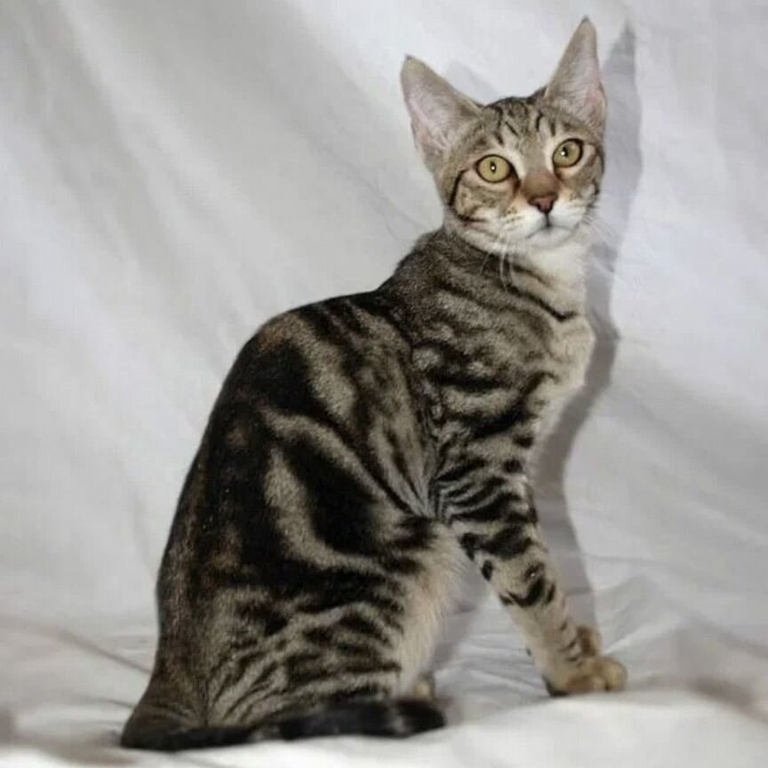 Вязка кошек бенгал