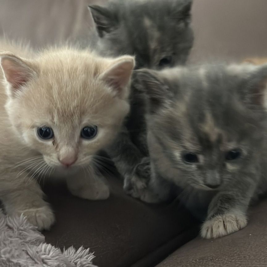 Котята в добрые руки