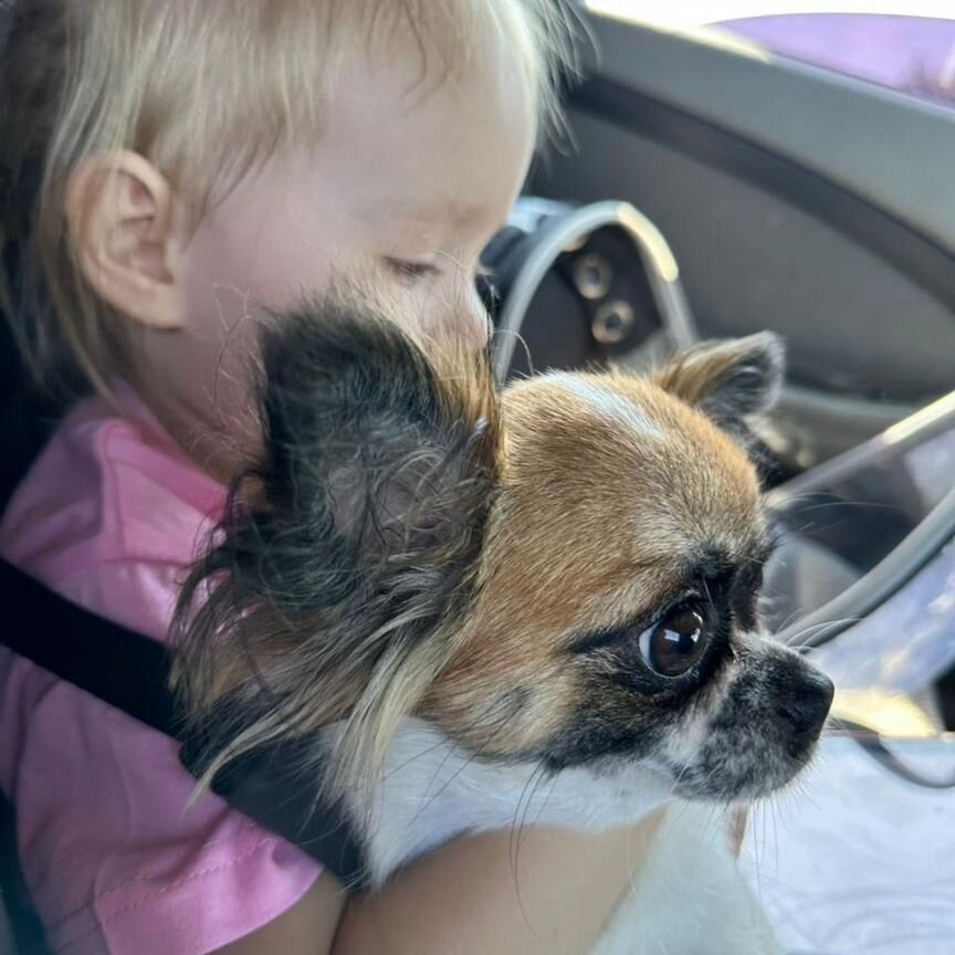 Чихуахуа девочка