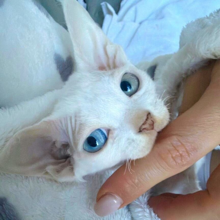 Девон-рекс котёнок