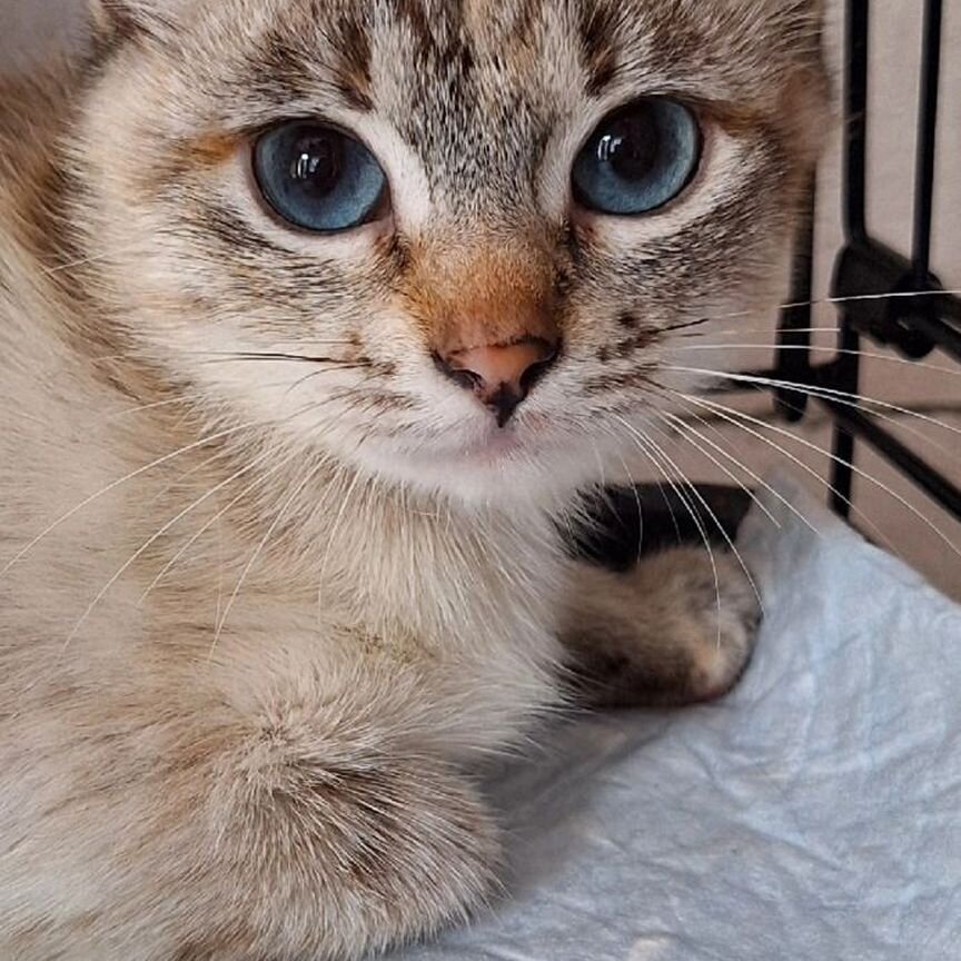 Котенок Таюша