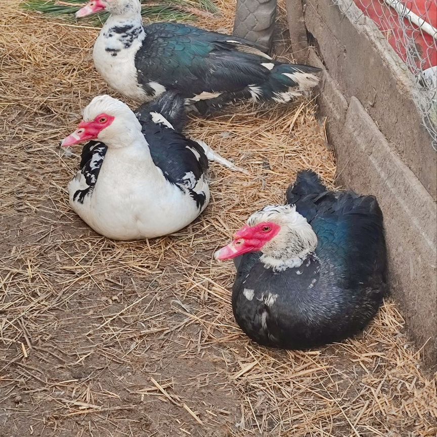 Мускусные утки на племя