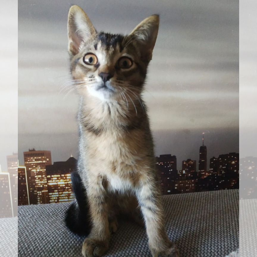 Метис абисинской кошечки в дар