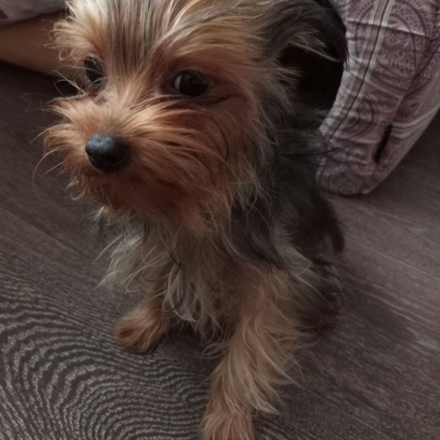 Йорк мини мальчик