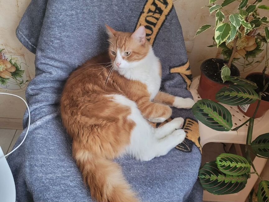Кошка в дар Мейн кун