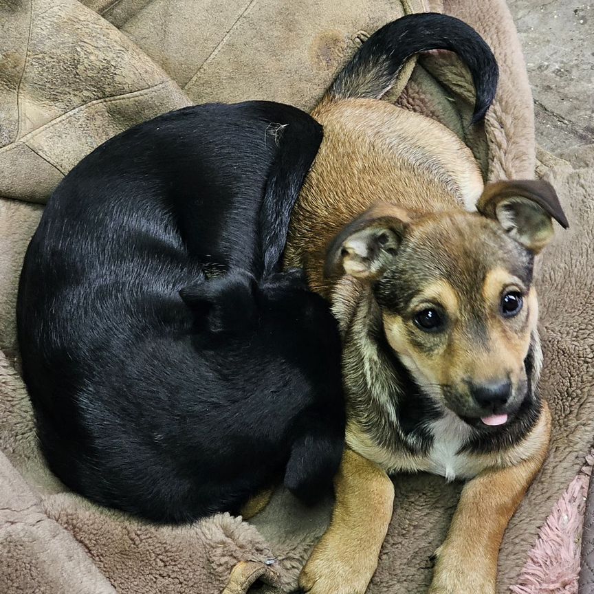 Щенок из приюта