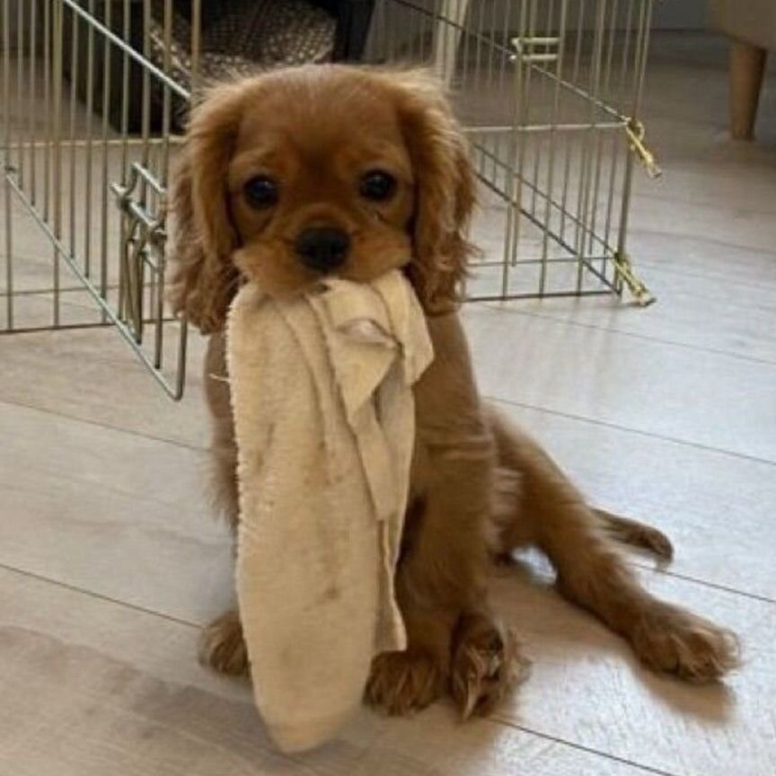 Вольер для собак