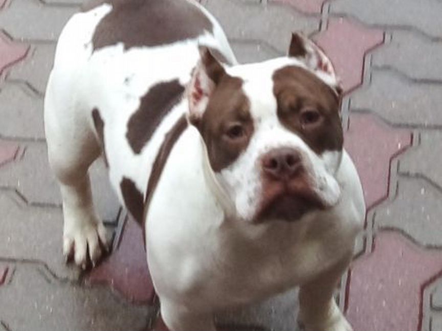 Американский булли