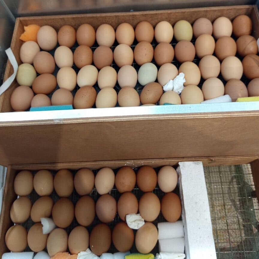 Инкубационное яйцо