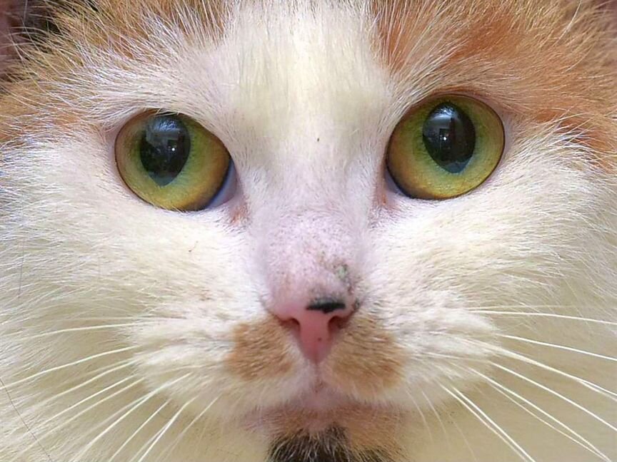 Красавица Дезире, кошечка, около 1,5 лет