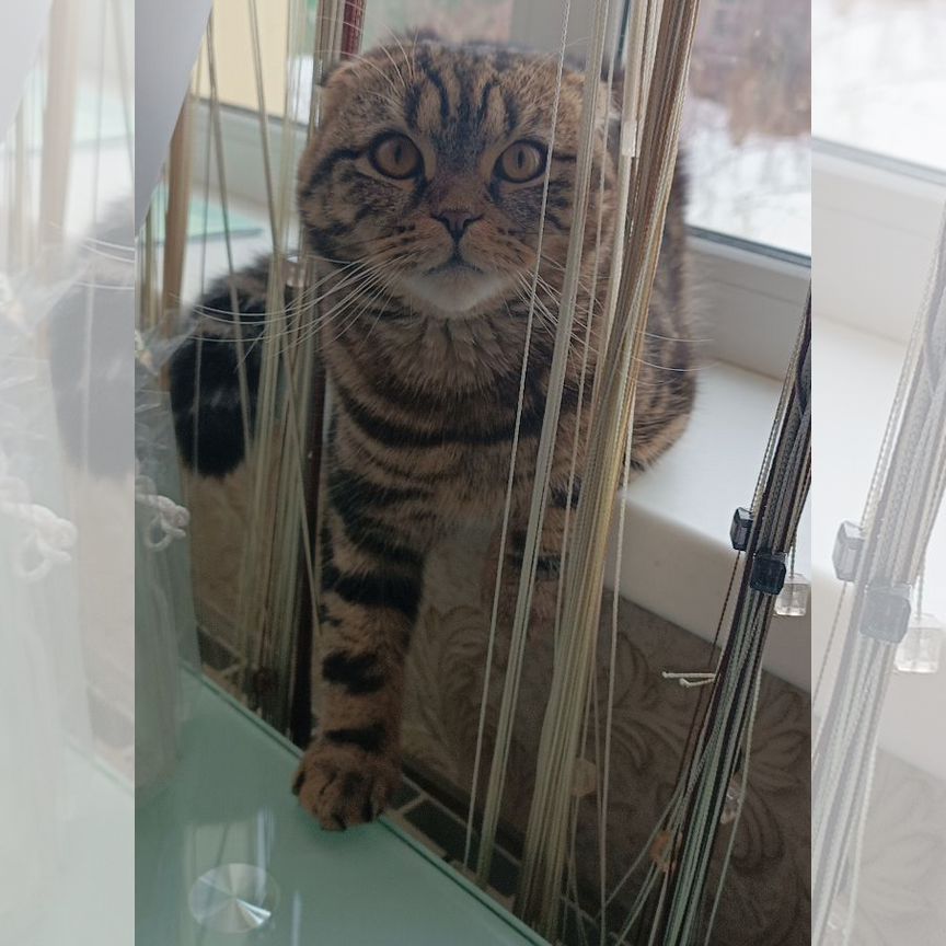 Шотландский кот вязка