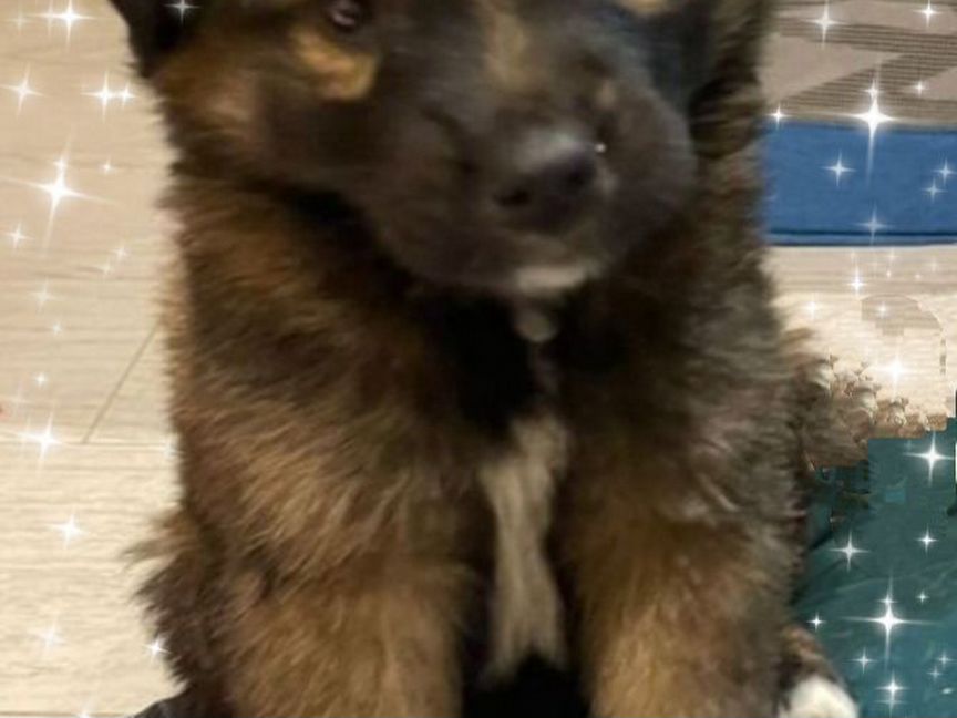 Немецкая овчарка