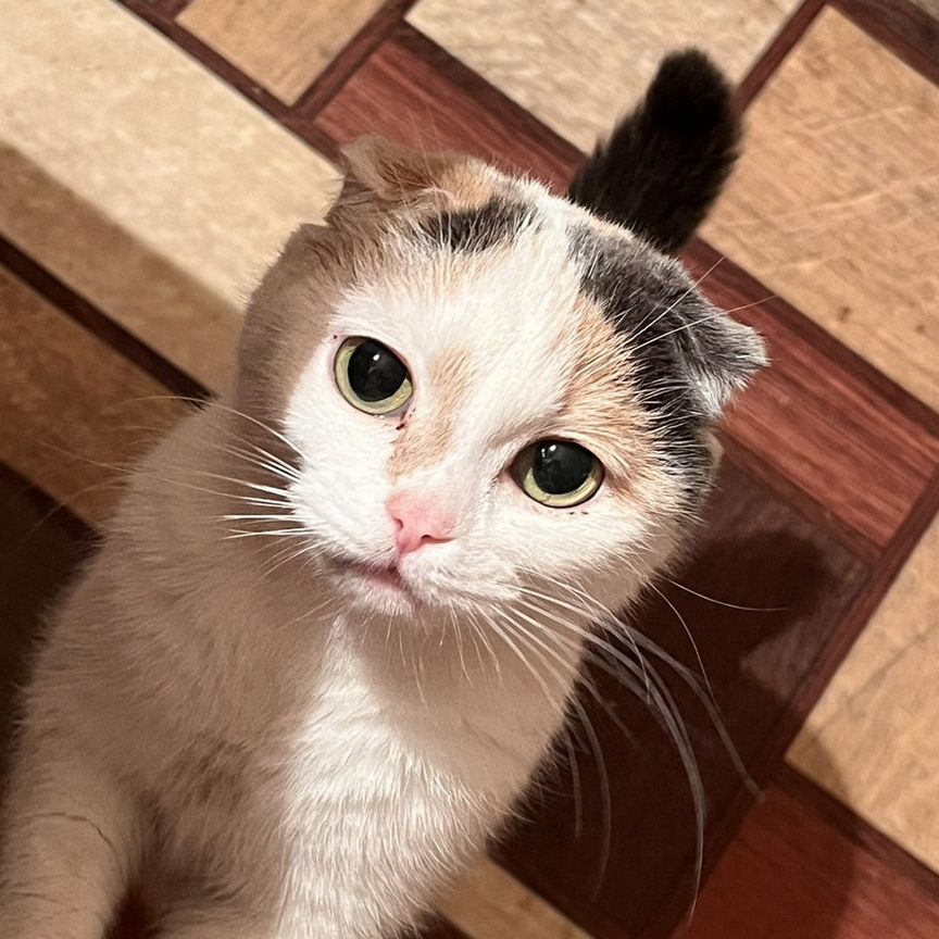 Веслаухая кошка