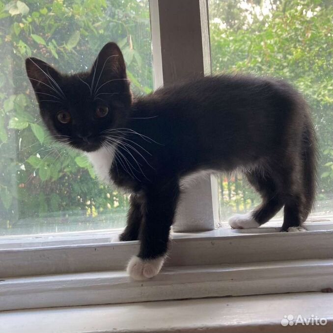 Кошечка 2.5 мес в дар