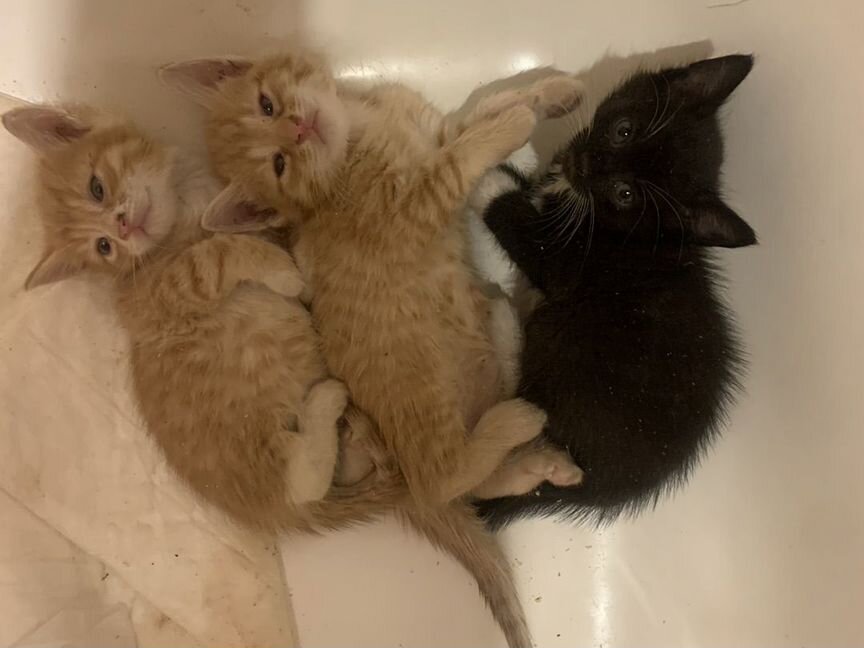 Крошечные, красивые рыжие и черный котята