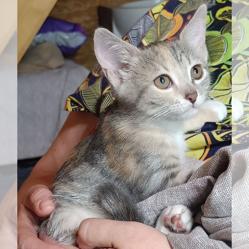 Котенок с дачи (девочка 2 мес.)