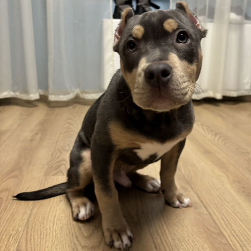 Американский булли, щенок