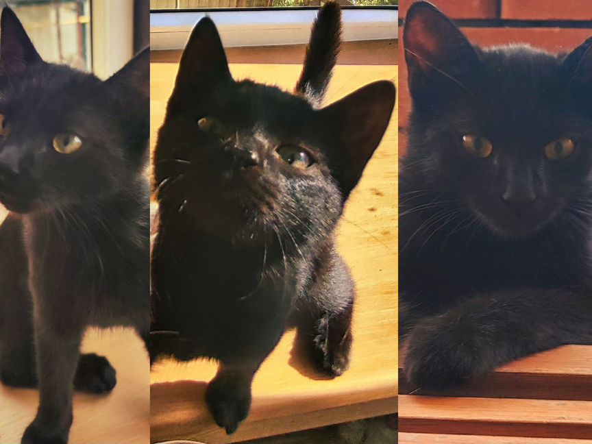 Черная кошечка от мамы-британки в добрые руки