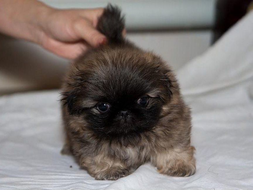 Щенки пекинеса