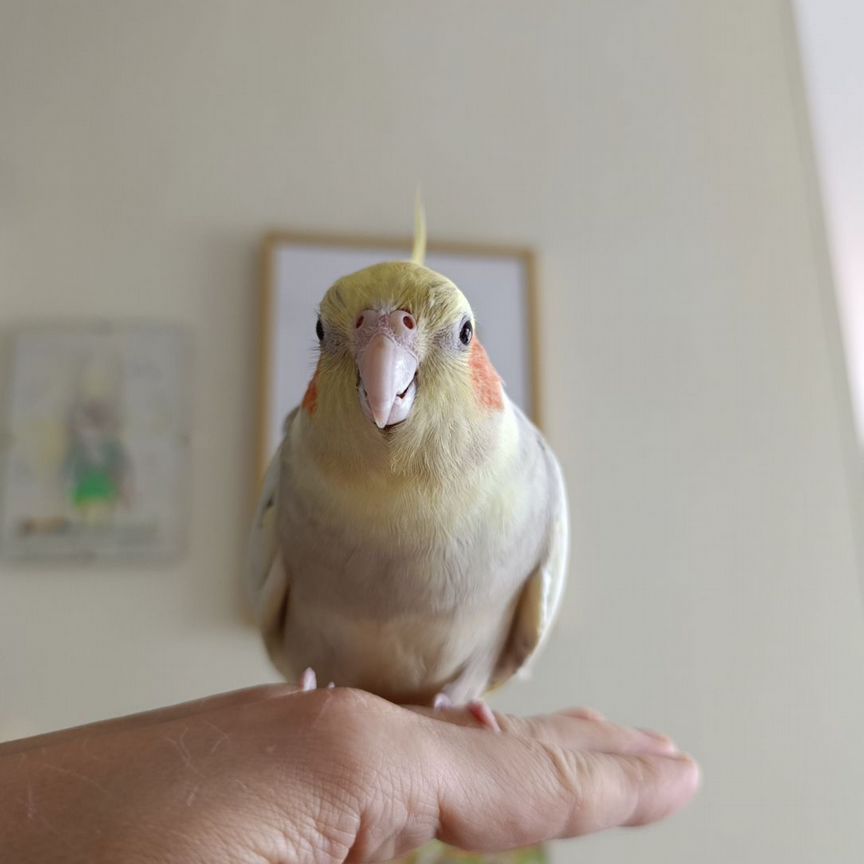 Птенец кареллы ручной 4 мес