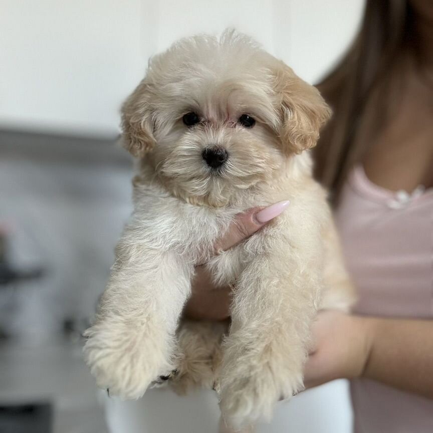 Плюшевый мальтипу ф1