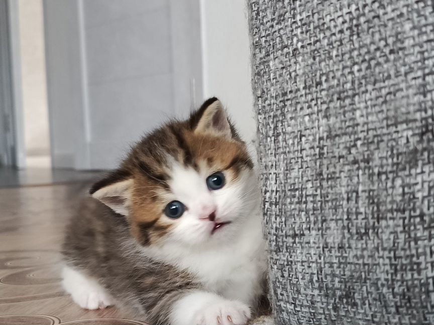 Шотландские котята