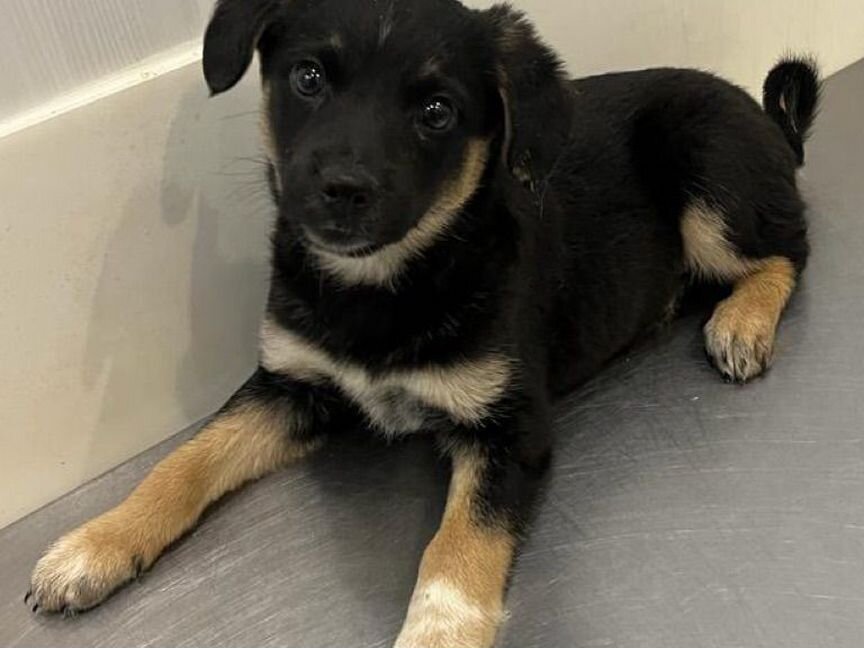 Щенок овчарки Бритни в дар