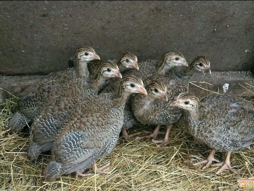 Птенцы цесарки