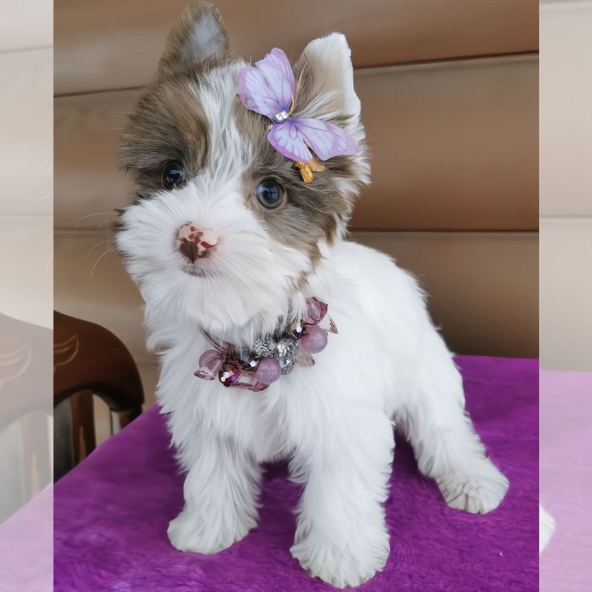 Бивер-йоркширский терьер, щенок