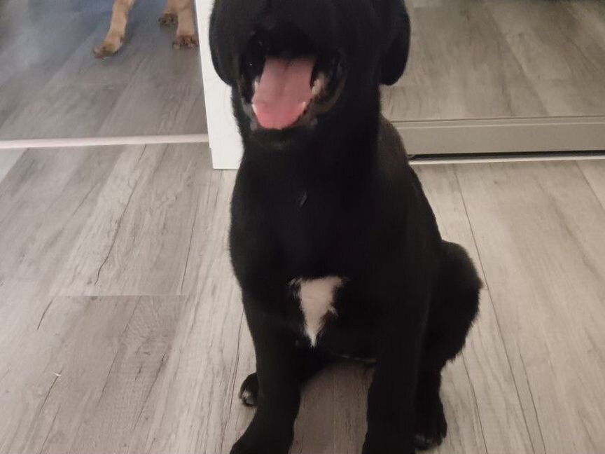 Бездомный щенок ищет дом