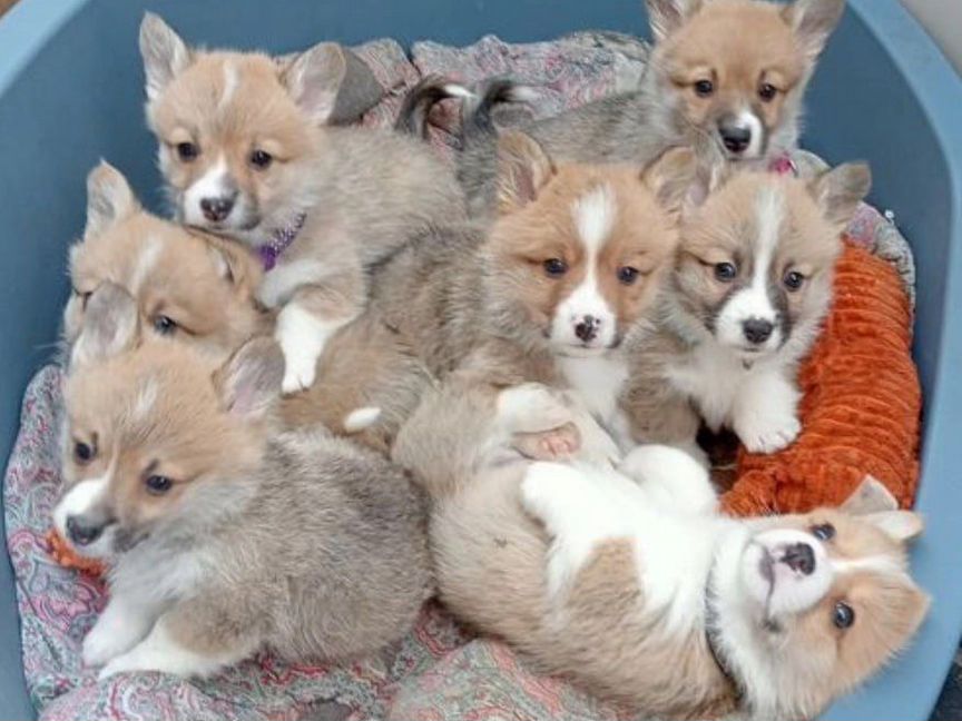 Вельш корги пемброк щенки