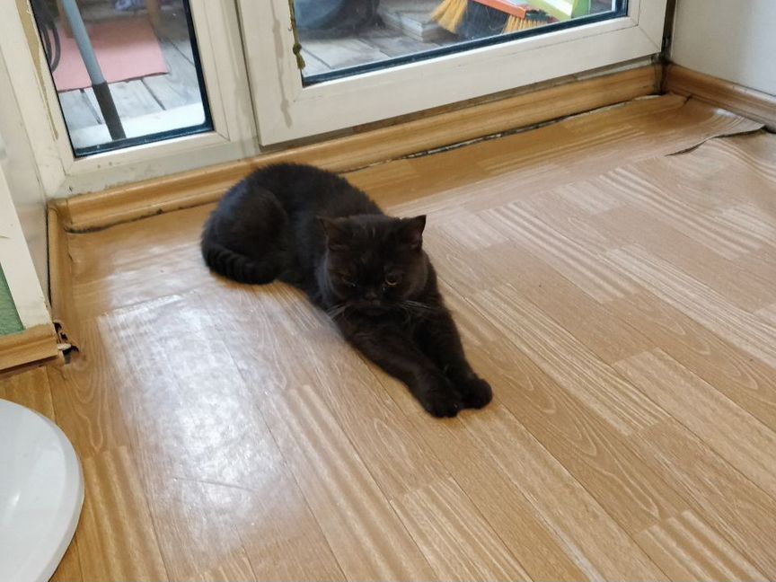 Василиса (Вася) Шотландка