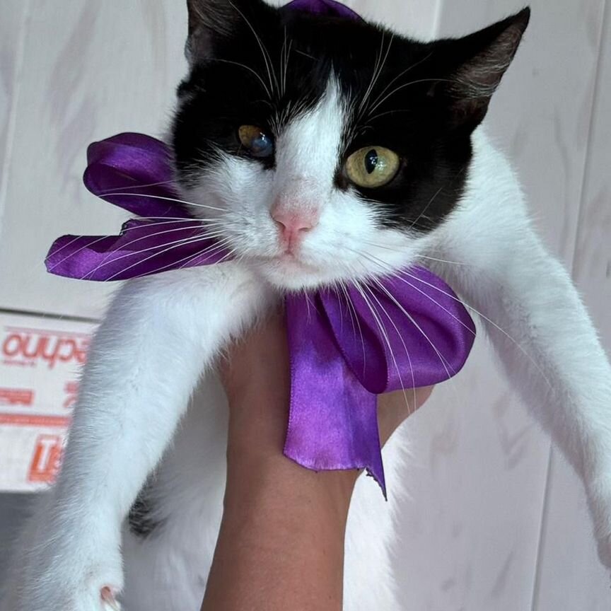 Джулия,нежная кошка из приюта ищет дом