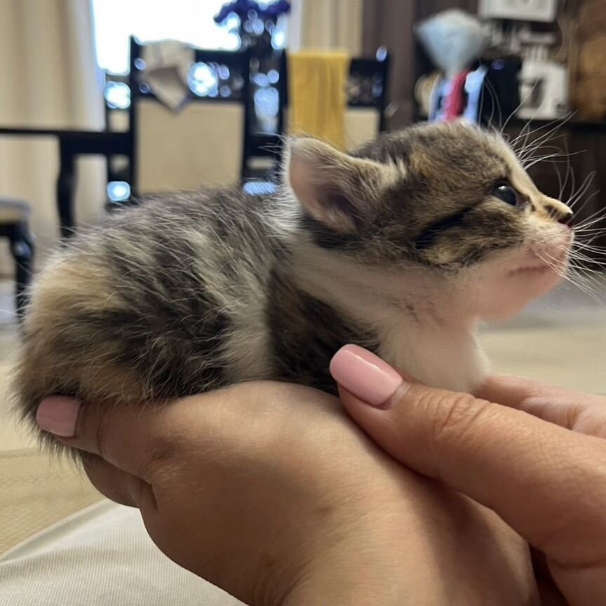 Отдам бесплатно котят