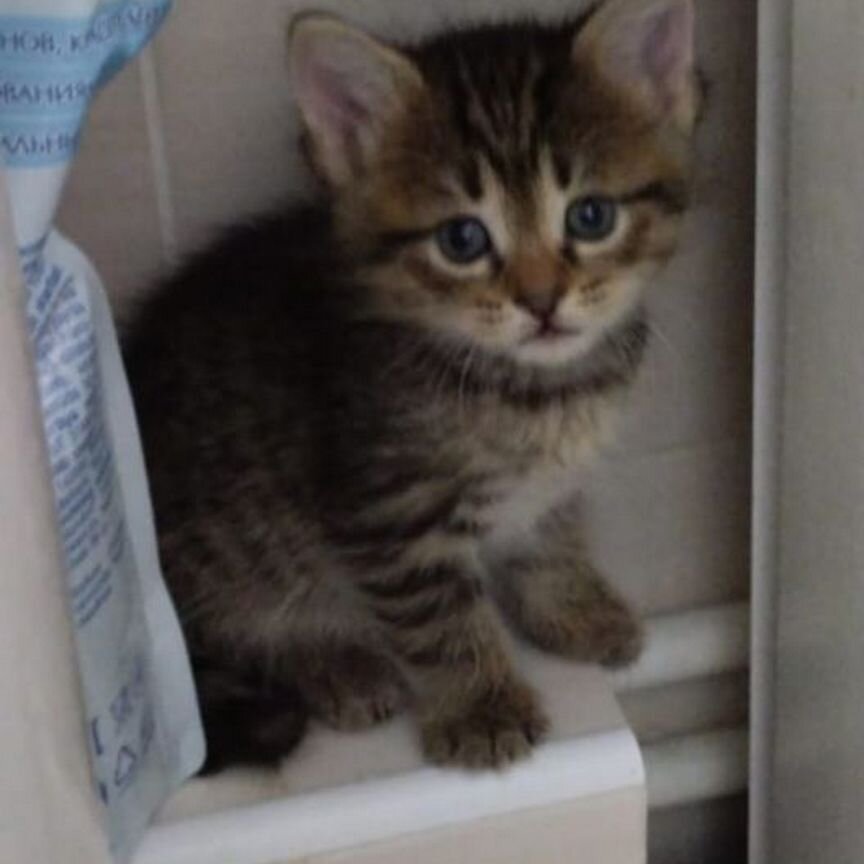 Котёнок в добрые руки