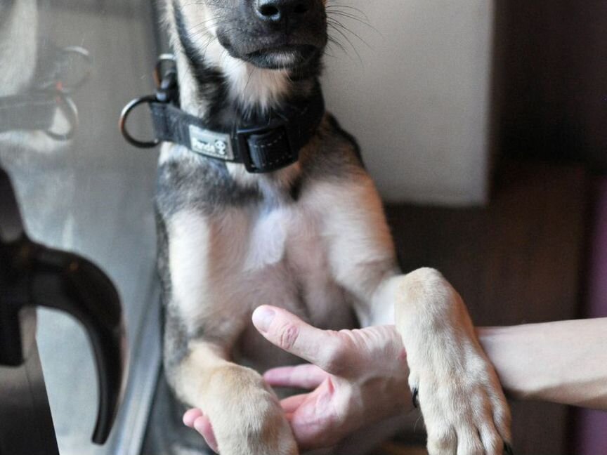 Чудесный пёс Славик