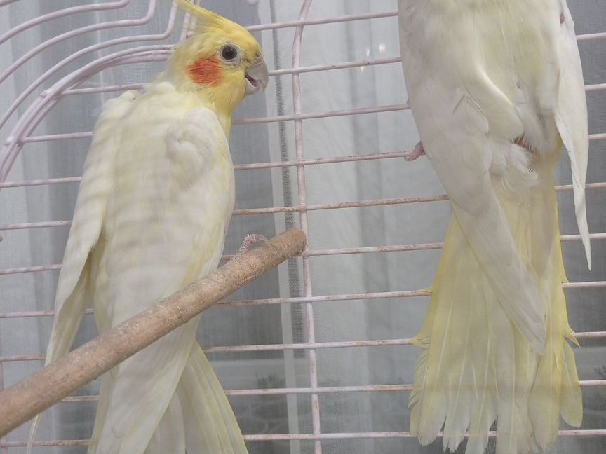 Попугай корелла с клеткой