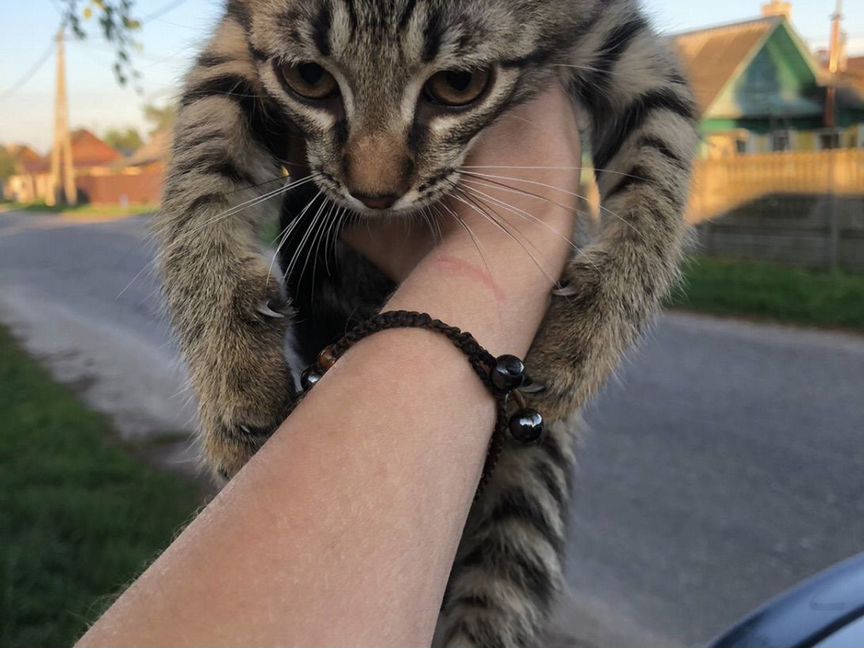 Котята