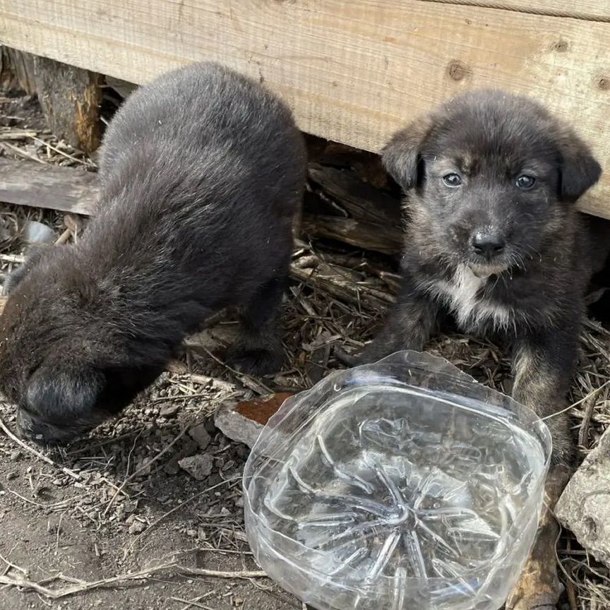 Щенок в добрые руки