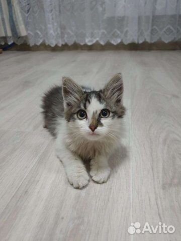 Кошка в дар бесплатно