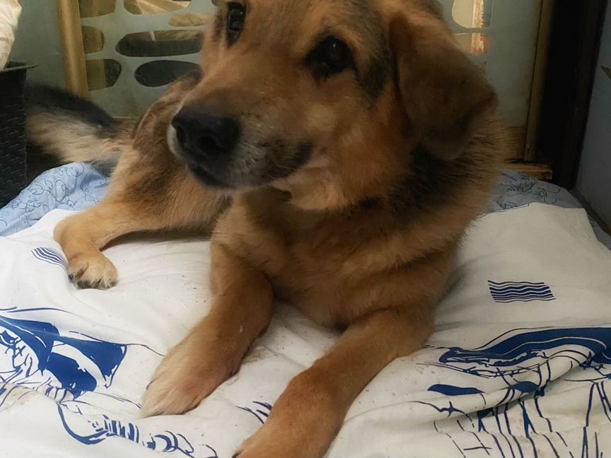 Домашняя собака в приюте Ищем дом