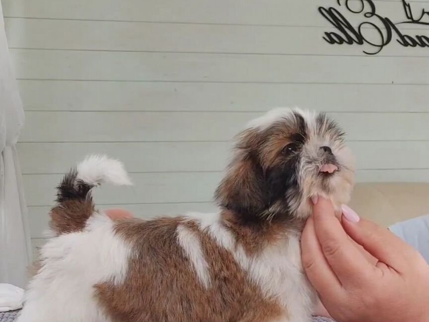 Ши-тцу мальчик