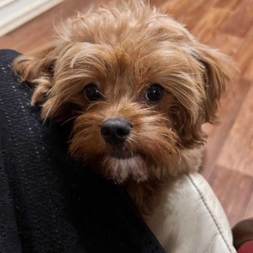 Мальтипу, щенок