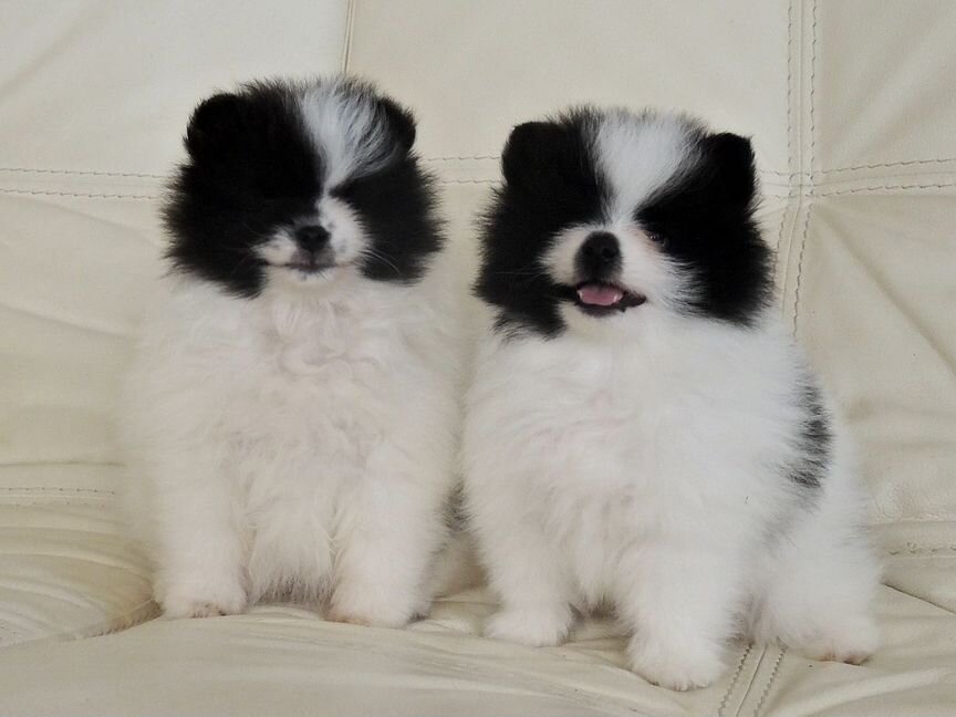 Щенки шпица