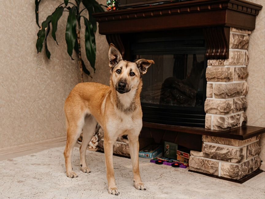 Собака в добрые руки отдам бесплатно